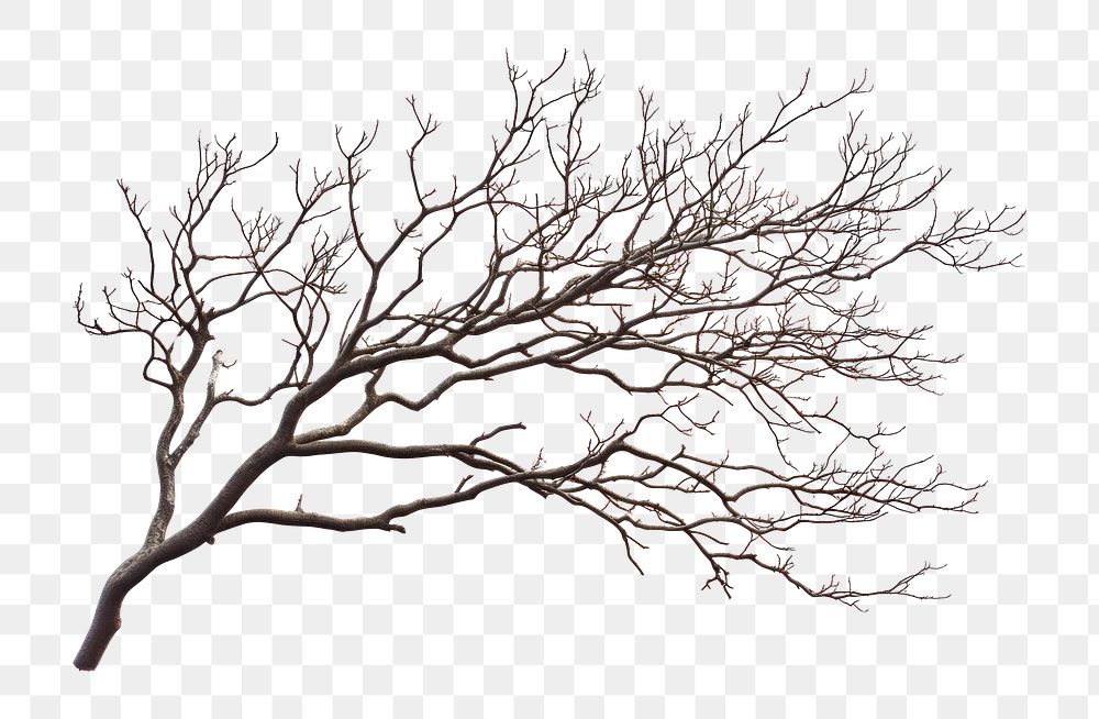 PNG Nature tree branch branches | Free PNG - rawpixel