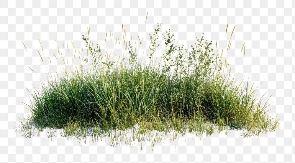 PNG Grassland shrub landscape vegetation | Free PNG - rawpixel