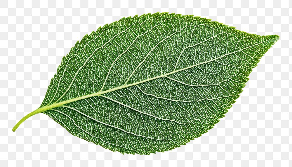 PNG Green leaf texture detail | Free PNG - rawpixel