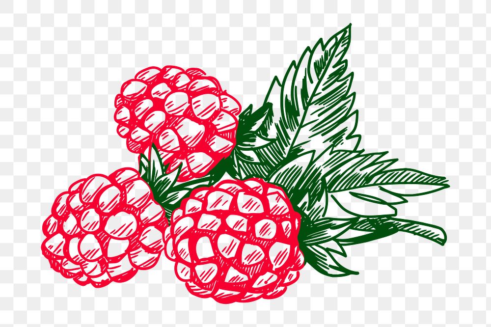 Raspberry png sticker illustration, transparent | Free PNG - rawpixel