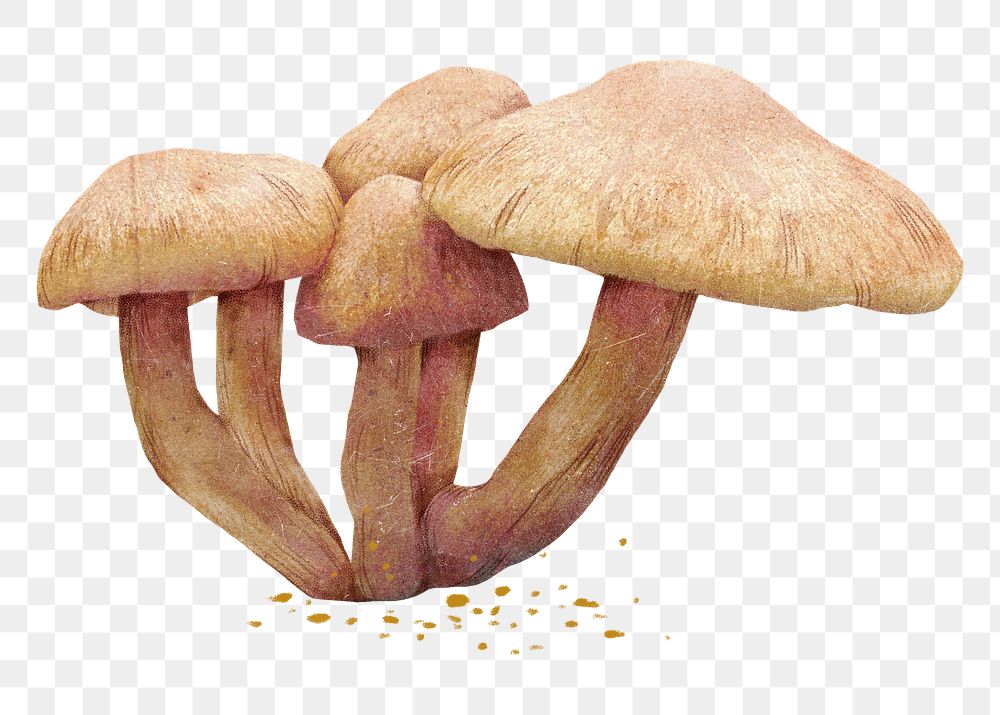 Wild mushroom png sticker, transparent | Premium PNG - rawpixel