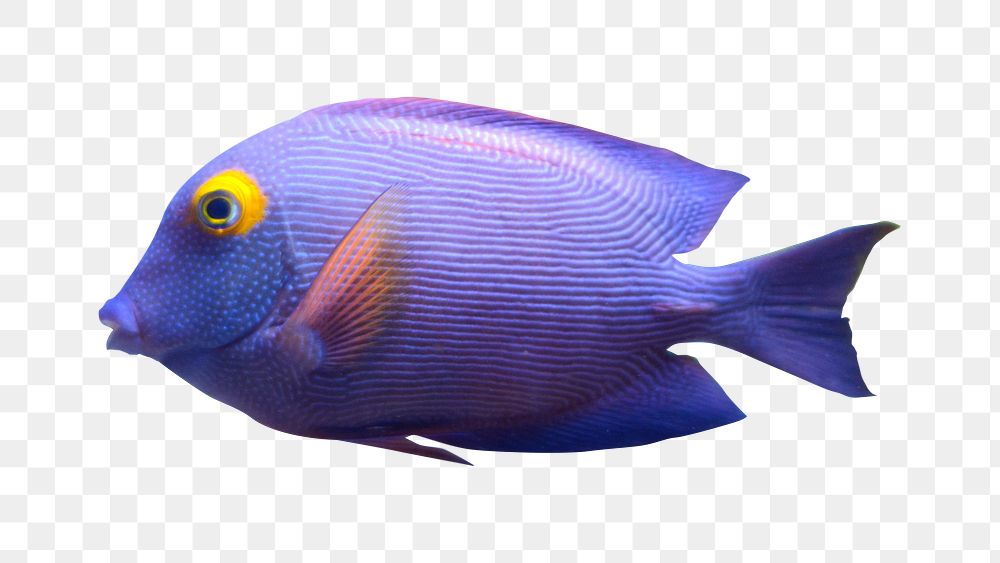 Png blue eyed tang fish | Free PNG - rawpixel