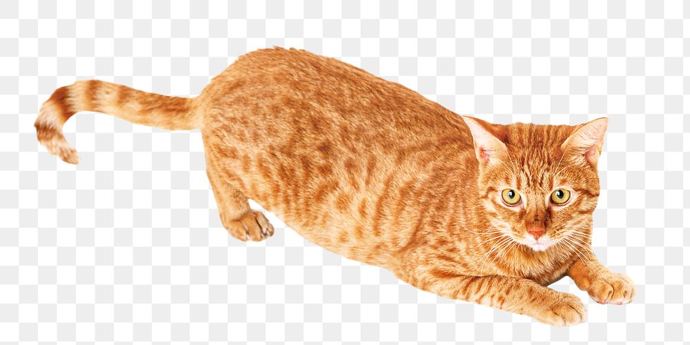 Orange cat png collage element, | Premium PNG - rawpixel