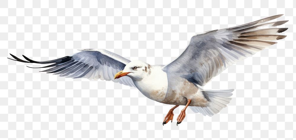PNG Seagull flying animal bird. | Premium PNG - rawpixel