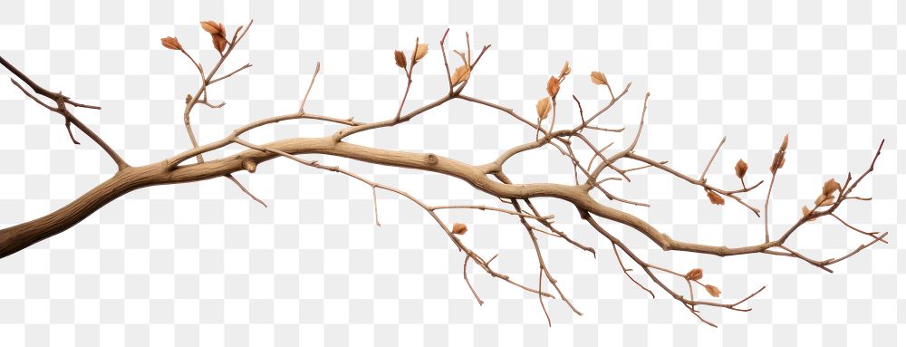 PNG Tree branch plant leaf | Premium PNG - rawpixel