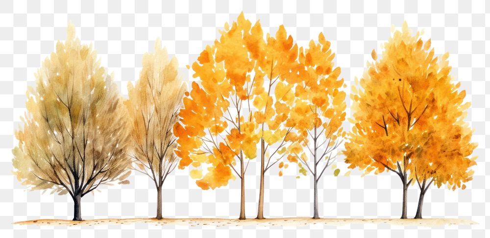 PNG Outdoors nature plant maple. | Premium PNG - rawpixel