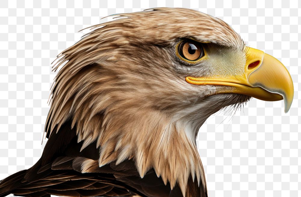 PNG Animal beak bird wildlife. | Premium PNG - rawpixel