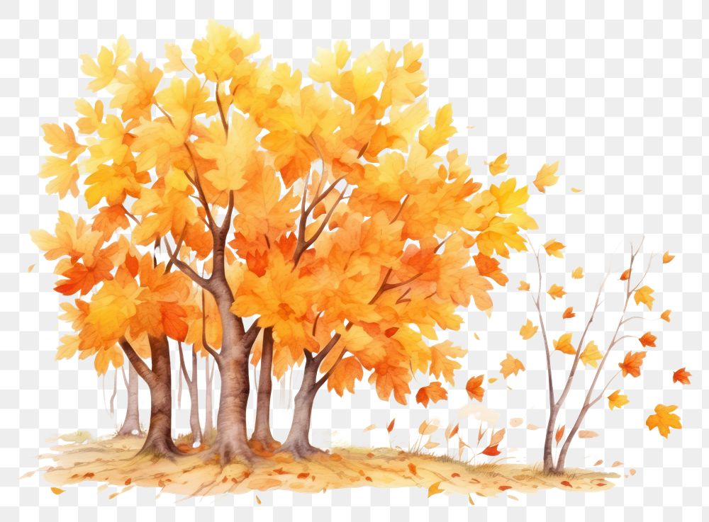 PNG Autumn plant maple tree. | Premium PNG - rawpixel