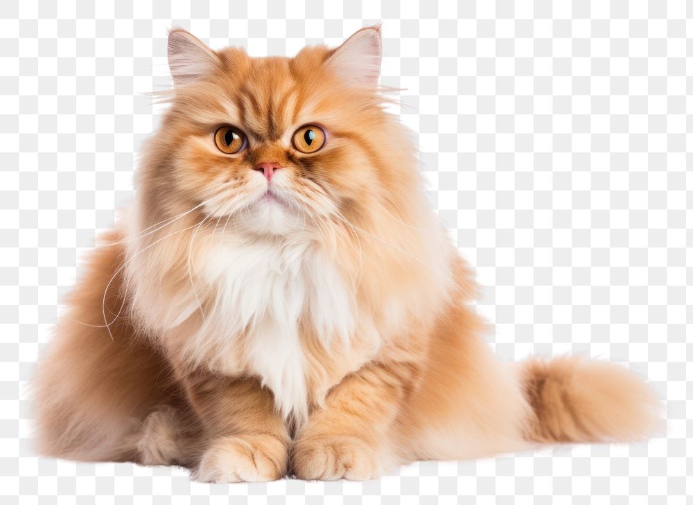 PNG Mammal animal pet cat. | Premium PNG - rawpixel