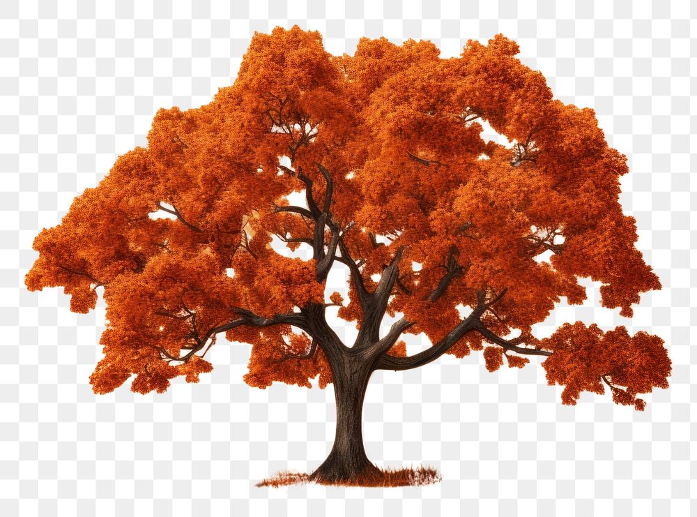 PNG Plant maple tree outdoors | Premium PNG - rawpixel