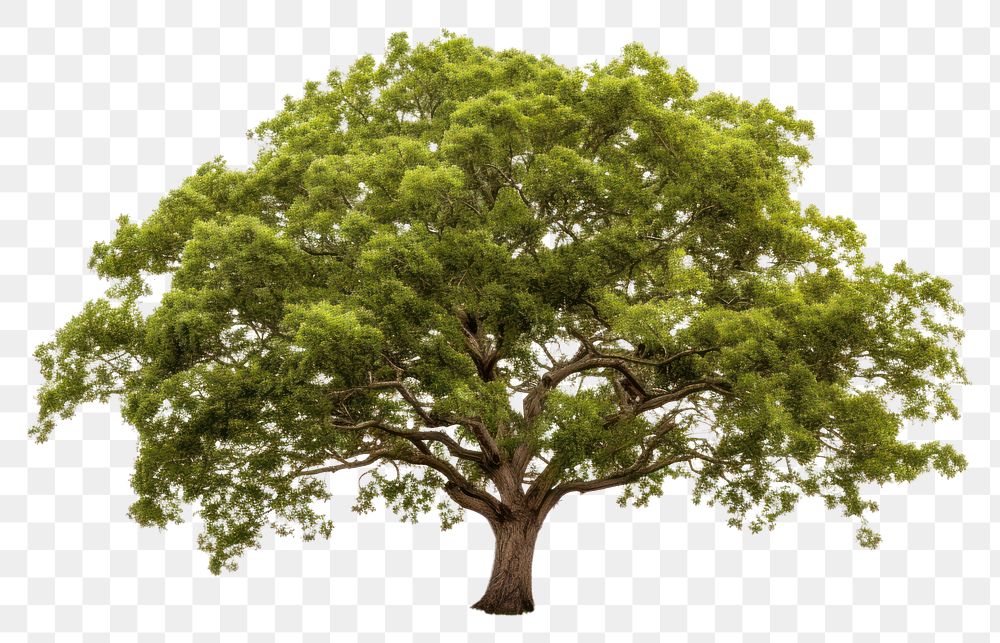 PNG Plant tree tranquility outdoors. | Premium PNG - rawpixel