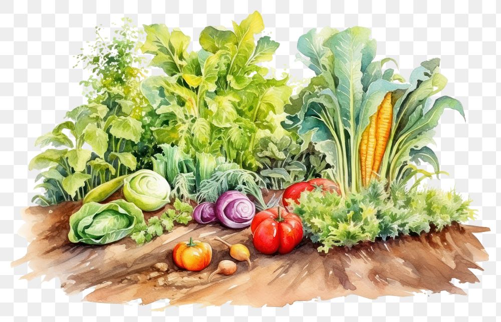 PNG Vegetable outdoors plant herbs. | Premium PNG - rawpixel