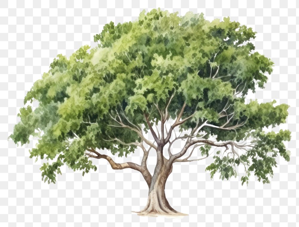 PNG Tree sketch plant transparent | Premium PNG - rawpixel