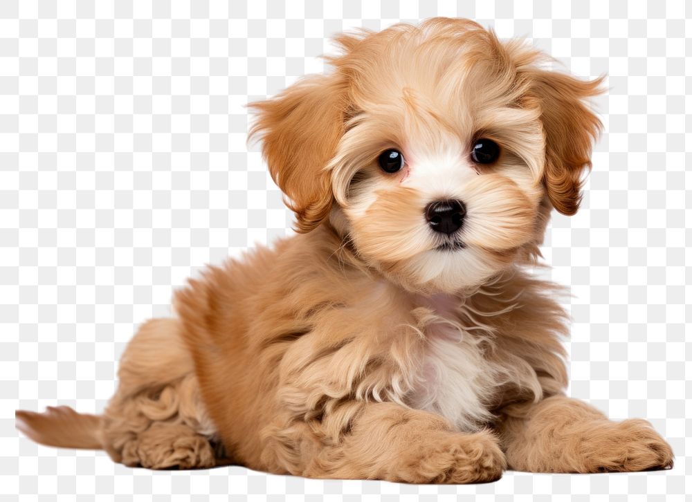 Maltipoo Dogs Images | Free Photos, PNG Stickers, Wallpapers ...