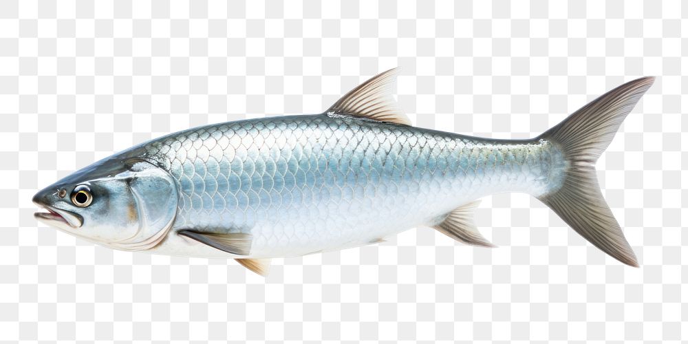 PNG Seafood animal fish freshness. | Free PNG - rawpixel