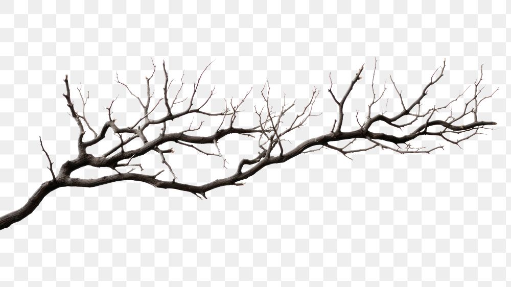 PNG Tree branch plant transparent | Premium PNG - rawpixel