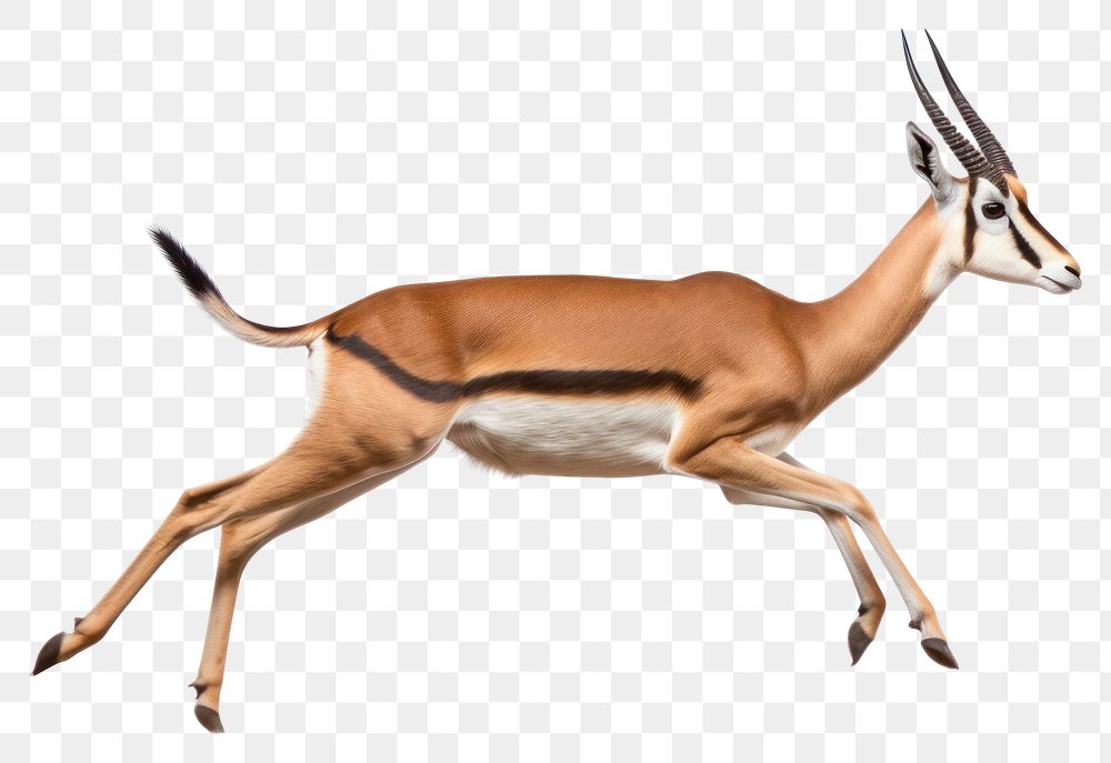 PNG Springbok running wildlife animal | Free PNG - rawpixel