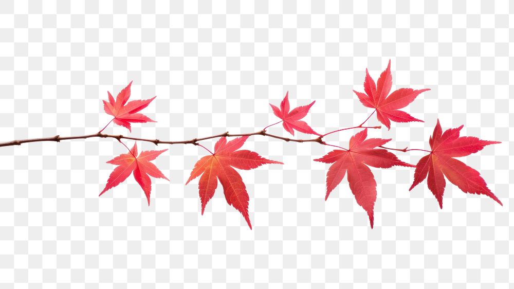 PNG Maple tree branch plant | Free PNG - rawpixel