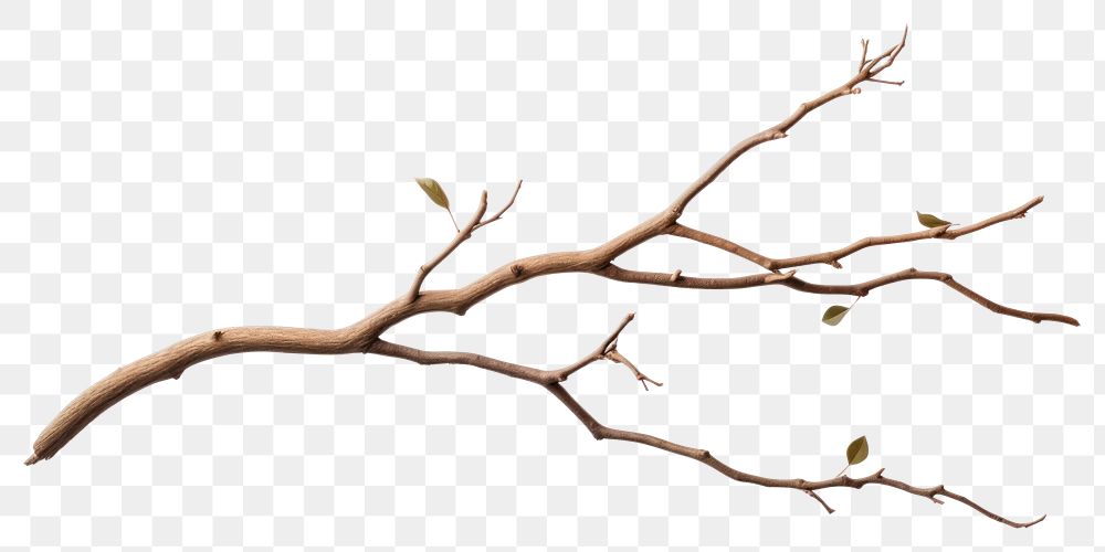 PNG Tree branch plant leaf. | Premium PNG - rawpixel