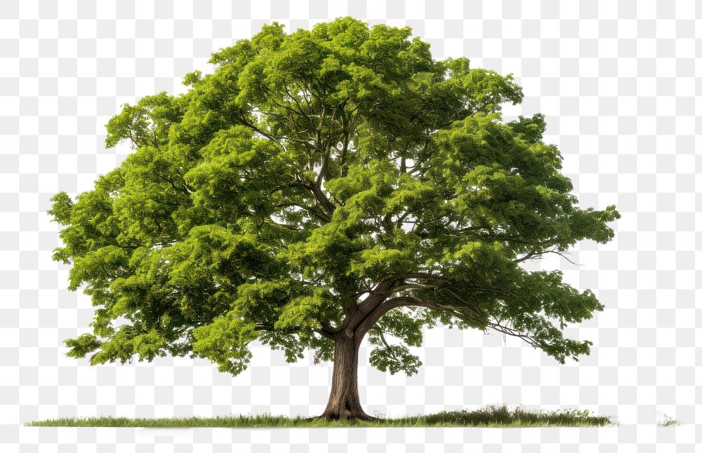 PNG Plant tree tranquility sunlight | Premium PNG - rawpixel