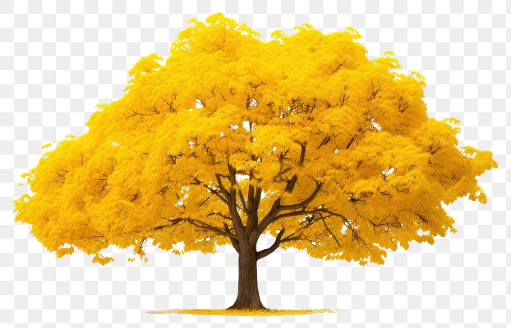 PNG Tree plant maple white | Premium PNG - rawpixel