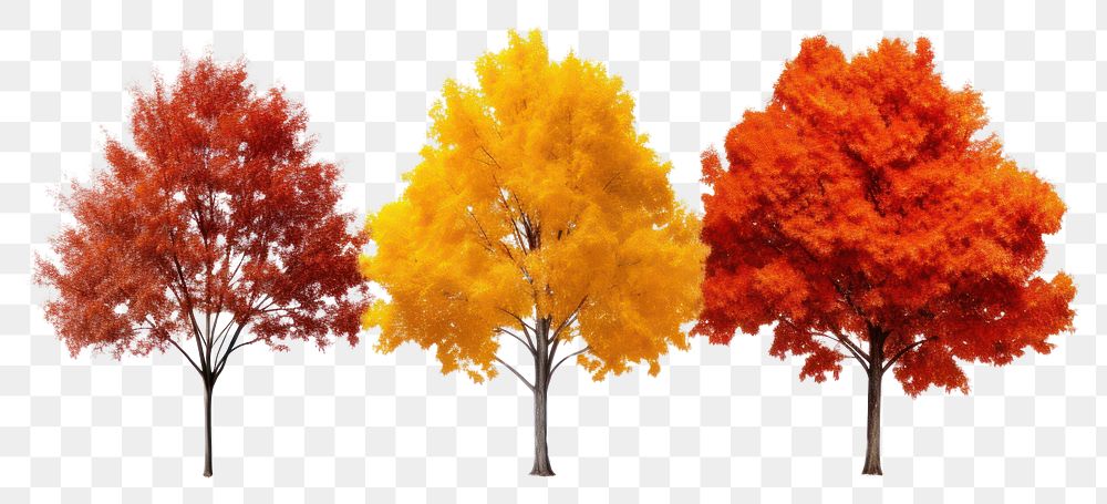 PNG Tree outdoors plant maple. | Premium PNG - rawpixel