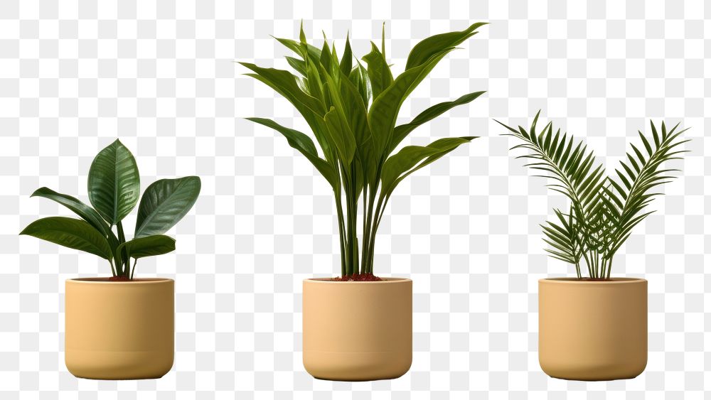 PNG Plant leaf vase houseplant. | Premium PNG - rawpixel