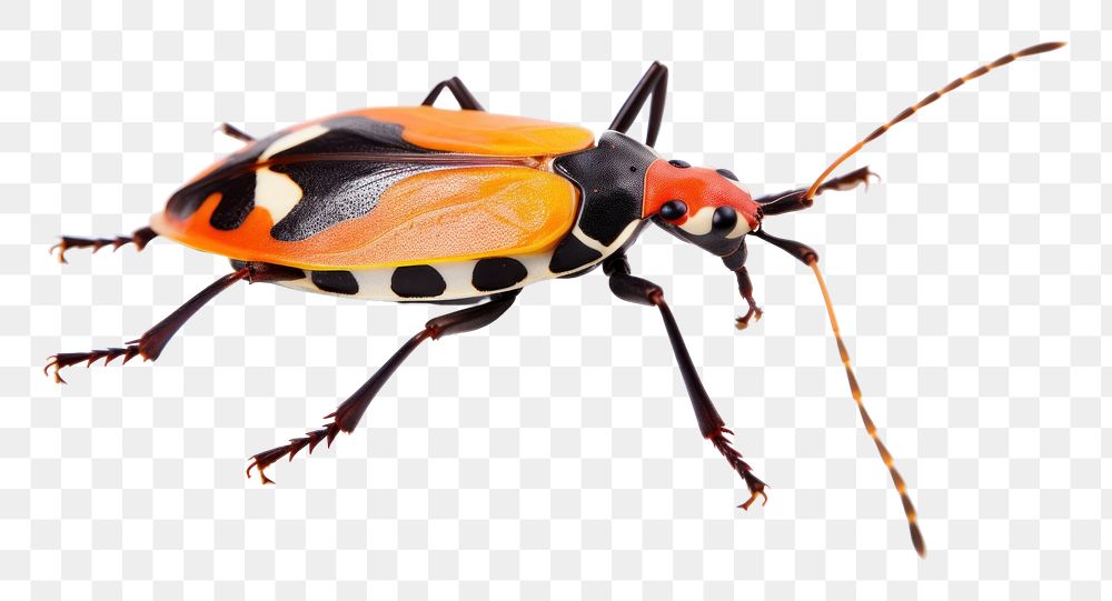 PNG Animal insect white background | Free PNG - rawpixel