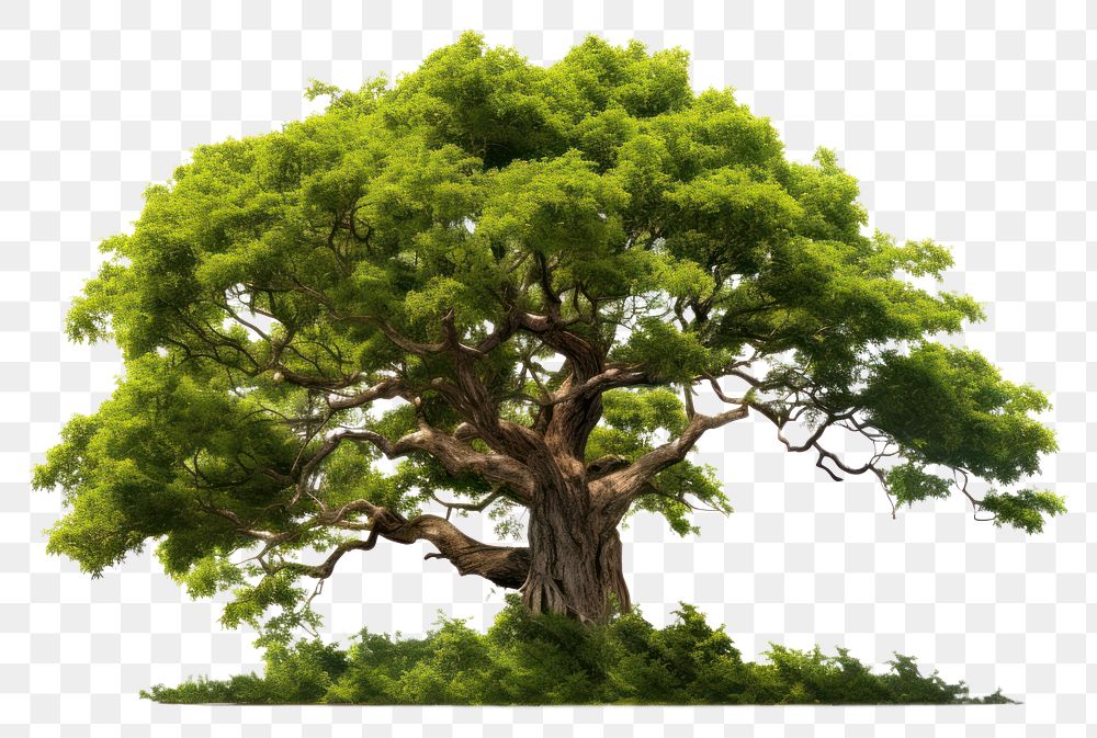 PNG Plant tree tranquility outdoors | Premium PNG - rawpixel