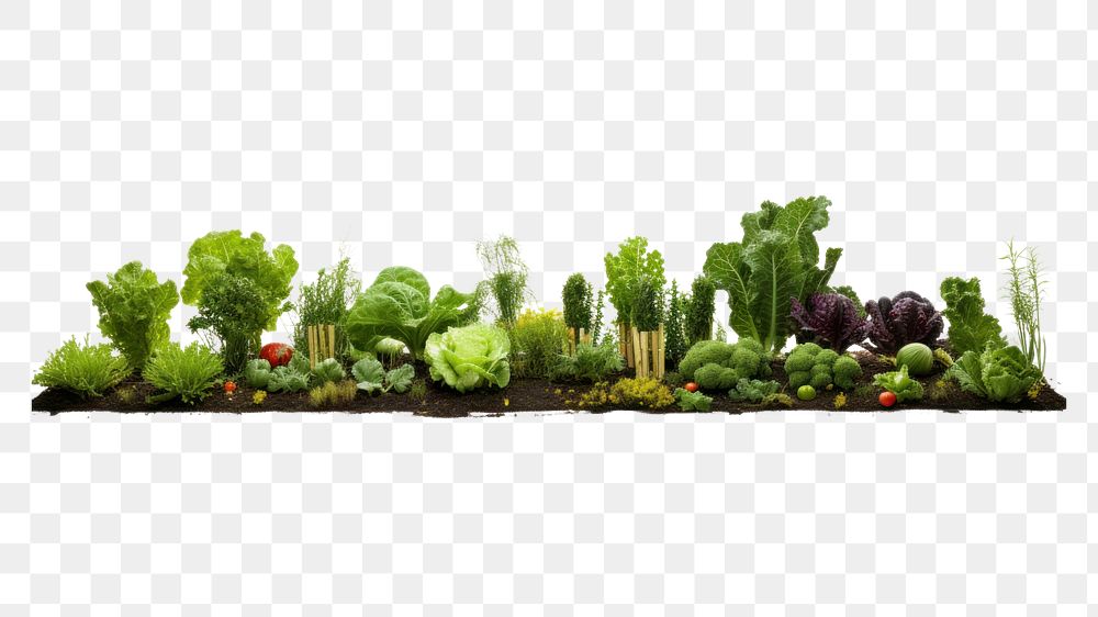 PNG Vegetable nature garden plant. | Free PNG - rawpixel