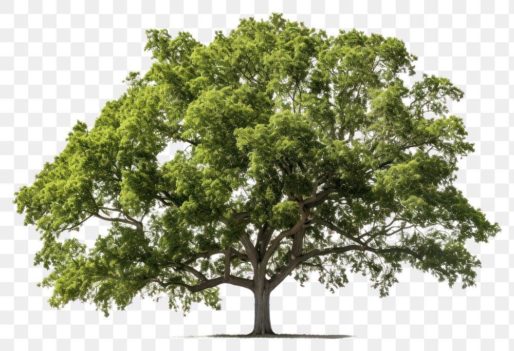 PNG Tree plant tranquility transparent | Free PNG - rawpixel