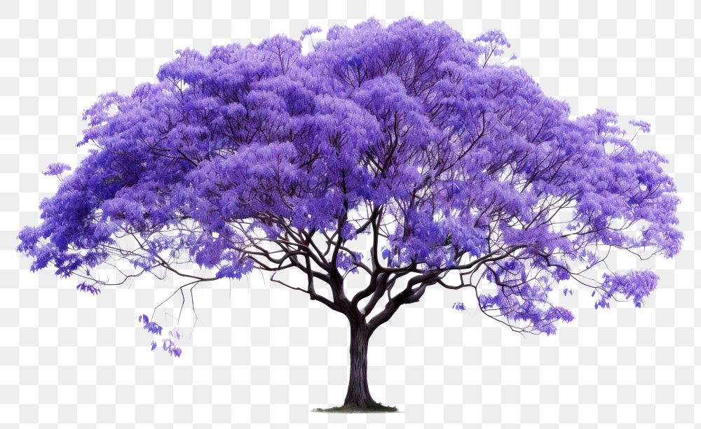 Jacaranda Trees PNG Images | Free Photos, PNG Stickers, Wallpapers ...