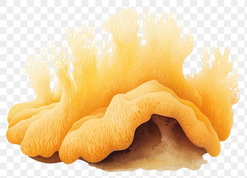 PNG Sponge white background invertebrate | Free PNG - rawpixel