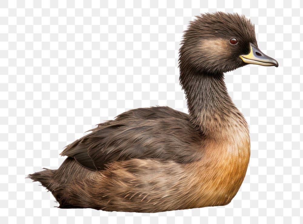 PNG Pied Billed Grebe outdoors | Premium PNG - rawpixel