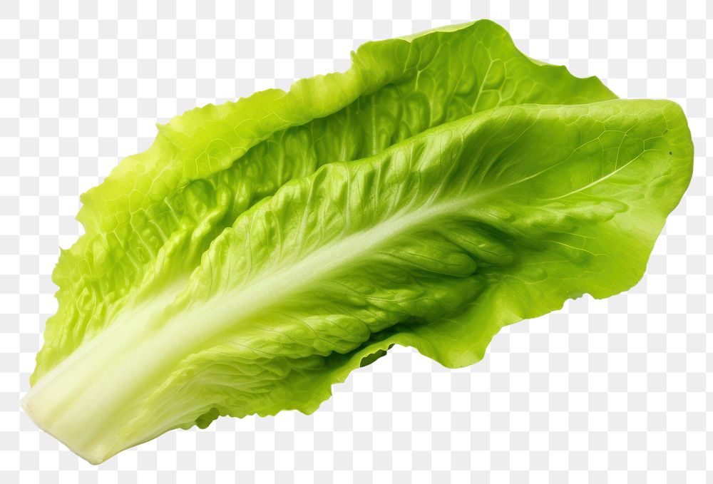 PNG Lettuce vegetable plant food. | Premium PNG - rawpixel
