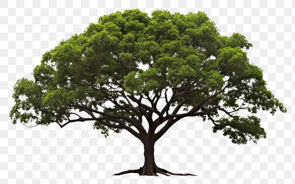 PNG Plant tree tranquility outdoors. | Premium PNG - rawpixel