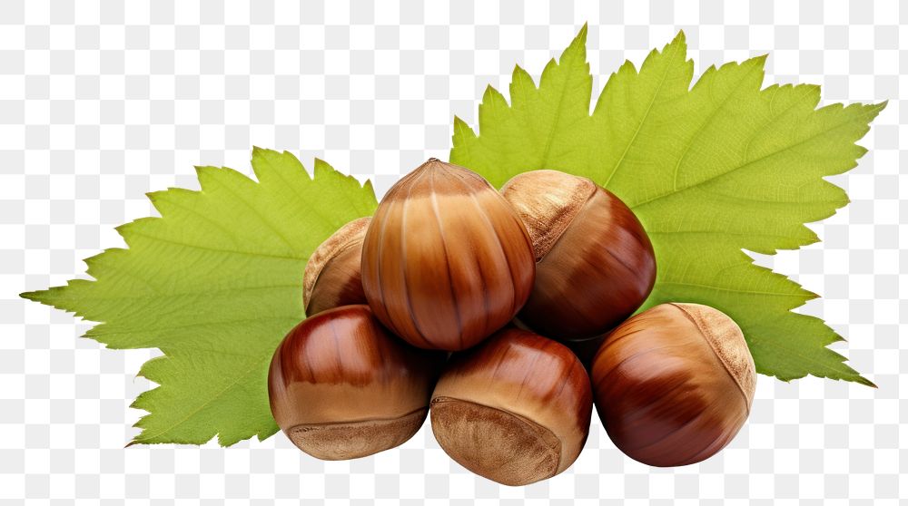 PNG Hazelnuts vegetable plant food. | Premium PNG - rawpixel