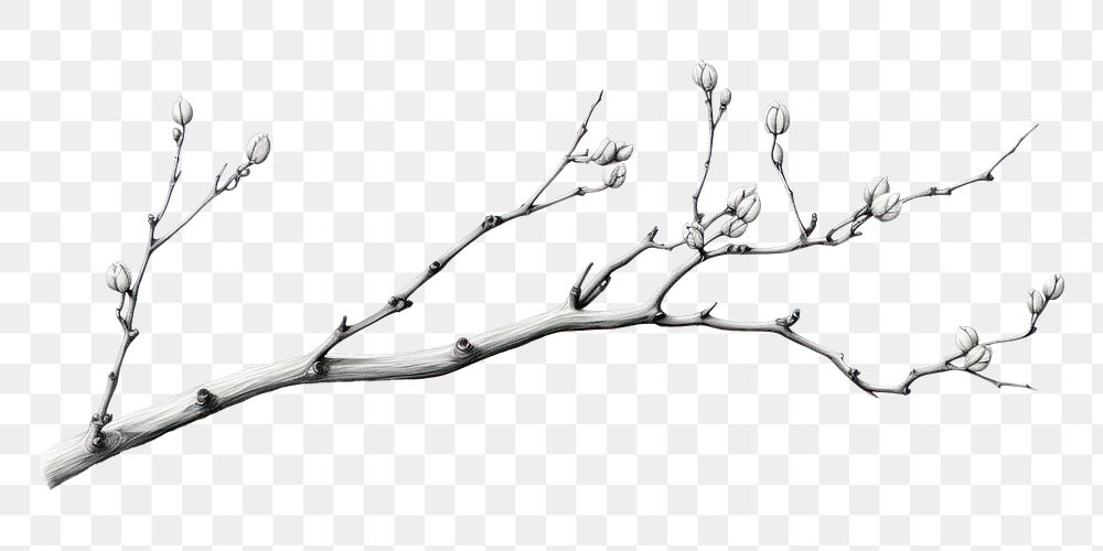 PNG Twig drawing sketch plant. | Free PNG - rawpixel