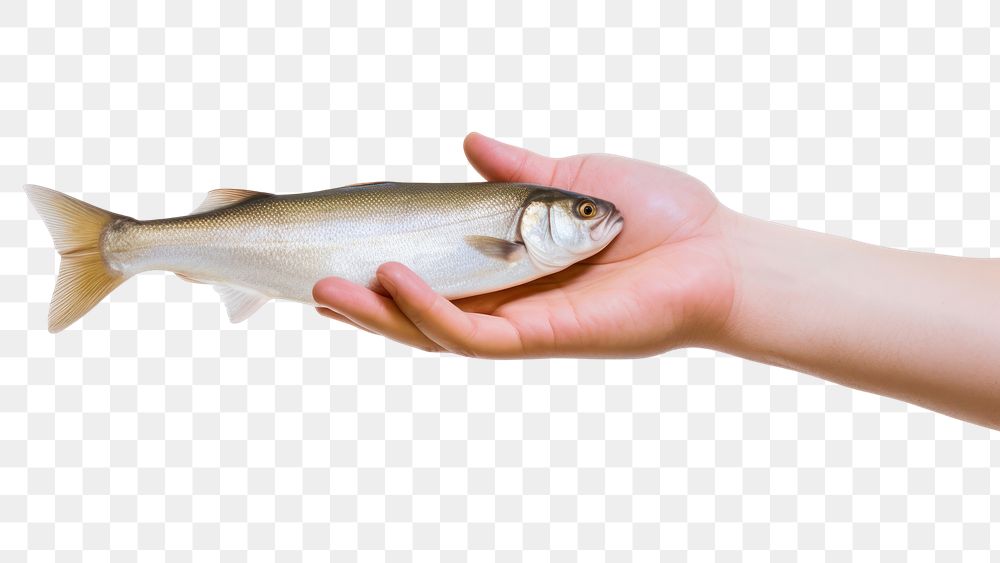 PNG Holding fish seafood animal | Free PNG - rawpixel