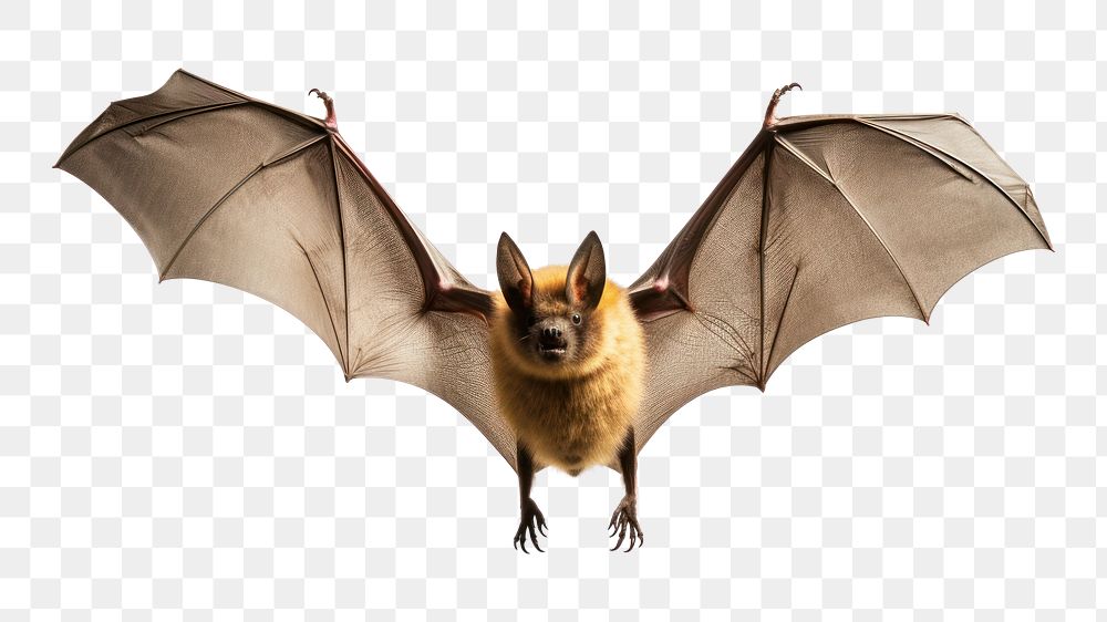 PNG Animal bat wildlife mammal. | Premium PNG - rawpixel