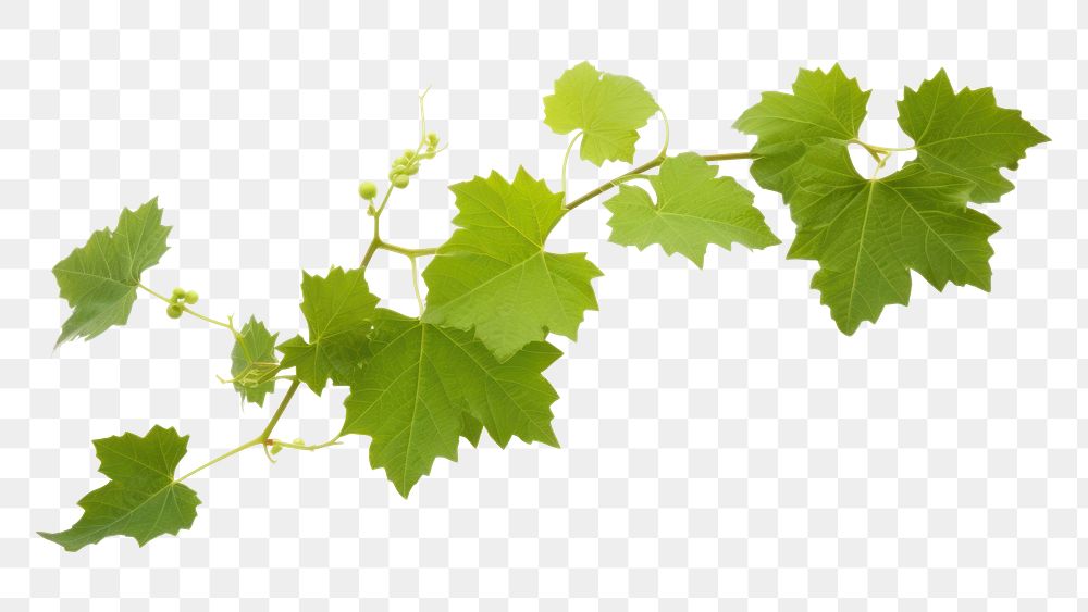 PNG Grape leaves grapes branch | Premium PNG - rawpixel