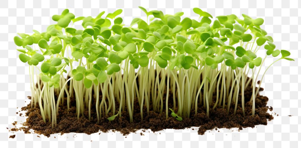 PNG Vegetable seedling plant soil. | Premium PNG - rawpixel
