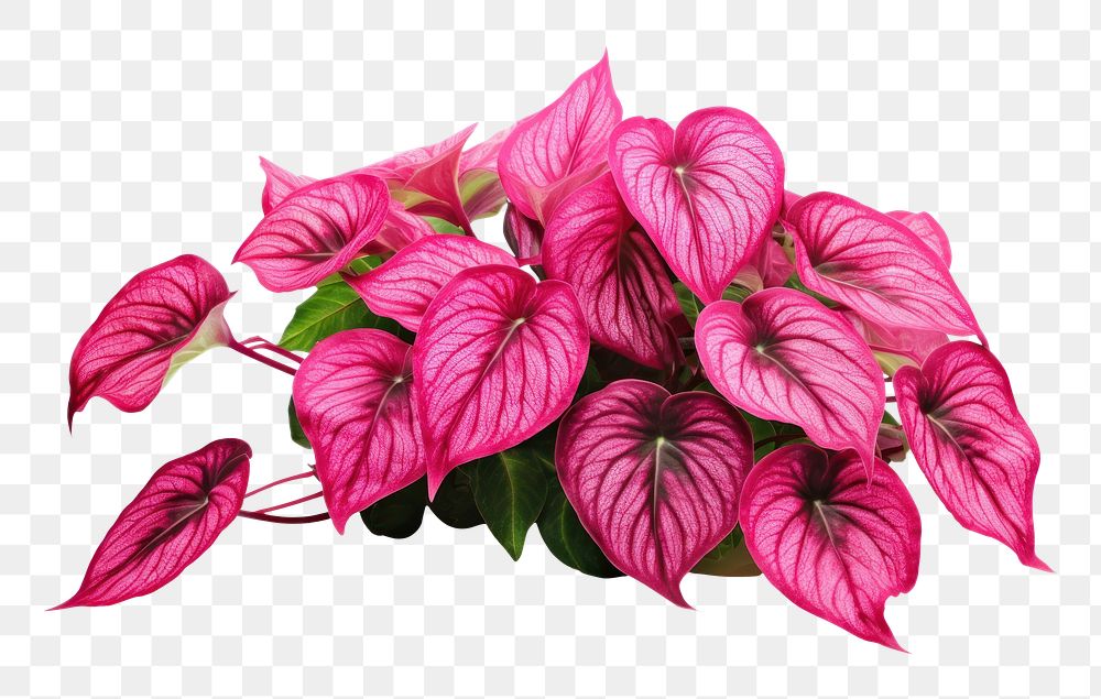 PNG Caladium flower plant leaf. | Premium PNG - rawpixel