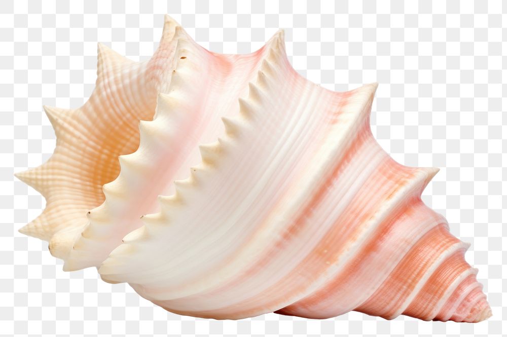 PNG Conch shell white background | Premium PNG - rawpixel