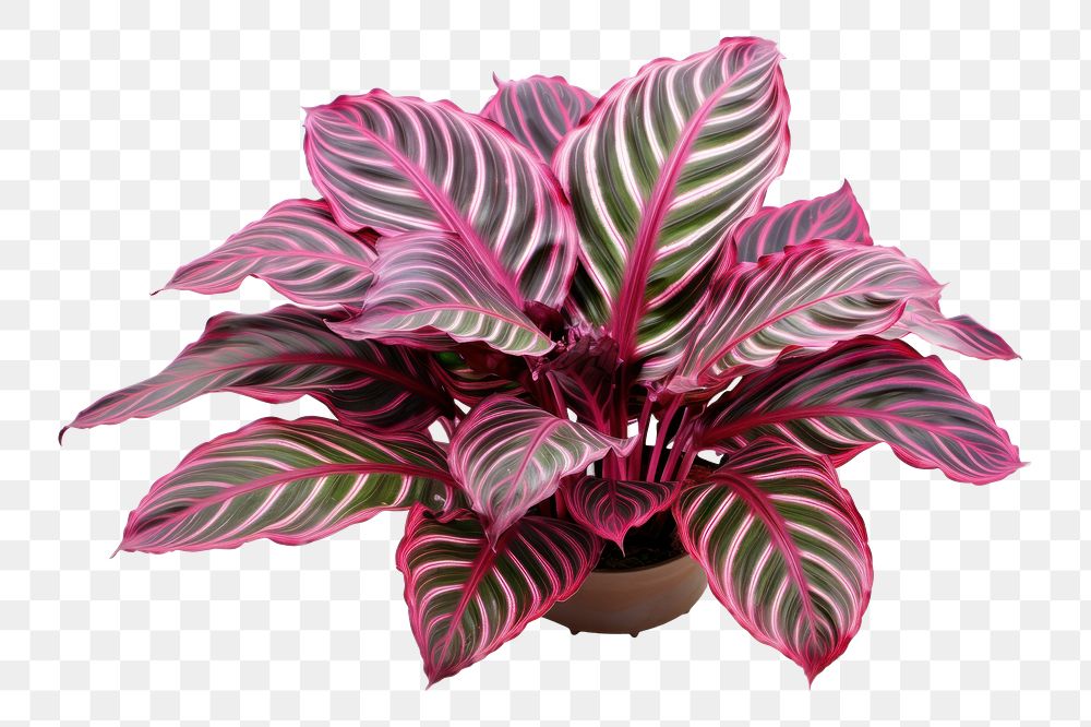 PNG Calathea flower plant leaf. | Premium PNG - rawpixel