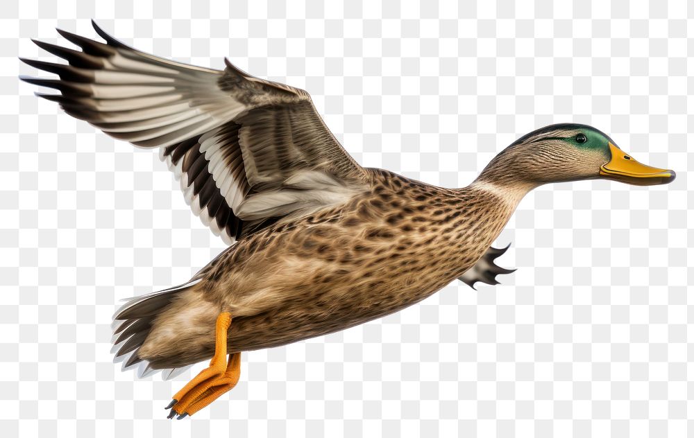 PNG Duck animal flying bird. | Premium PNG - rawpixel
