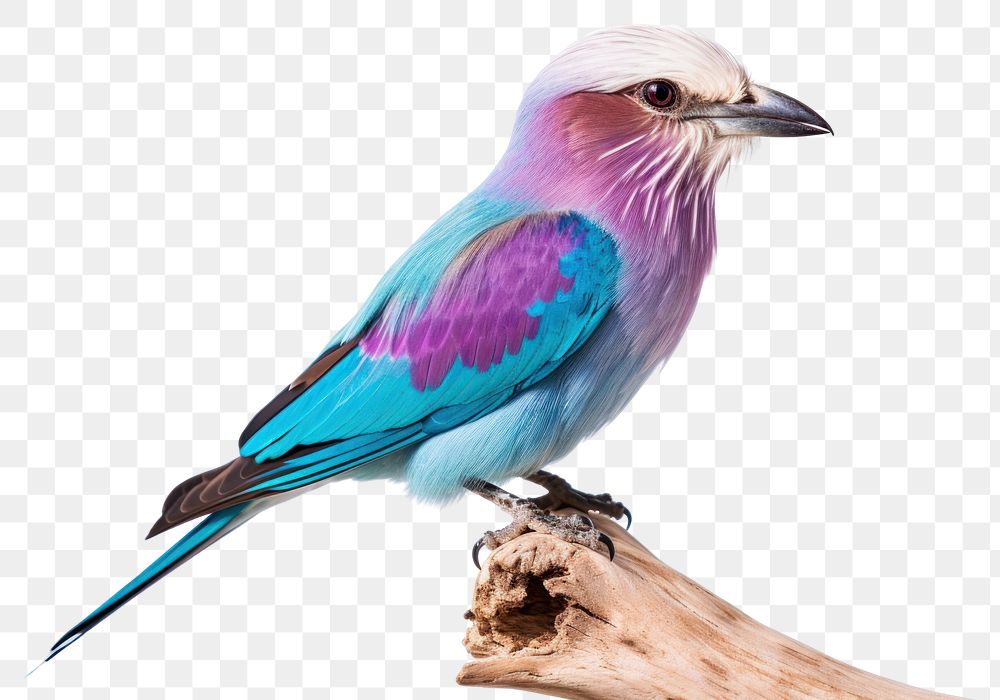 PNG Bird animal beak wildlife. | Free PNG - rawpixel