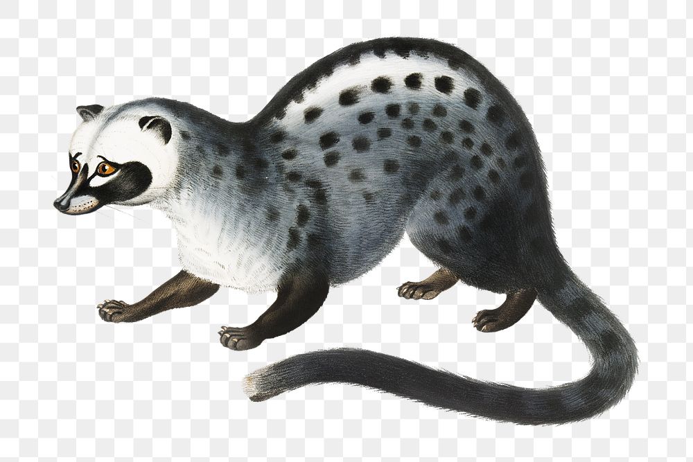 Indian Civet Images | Free Photos, PNG Stickers, Wallpapers ...