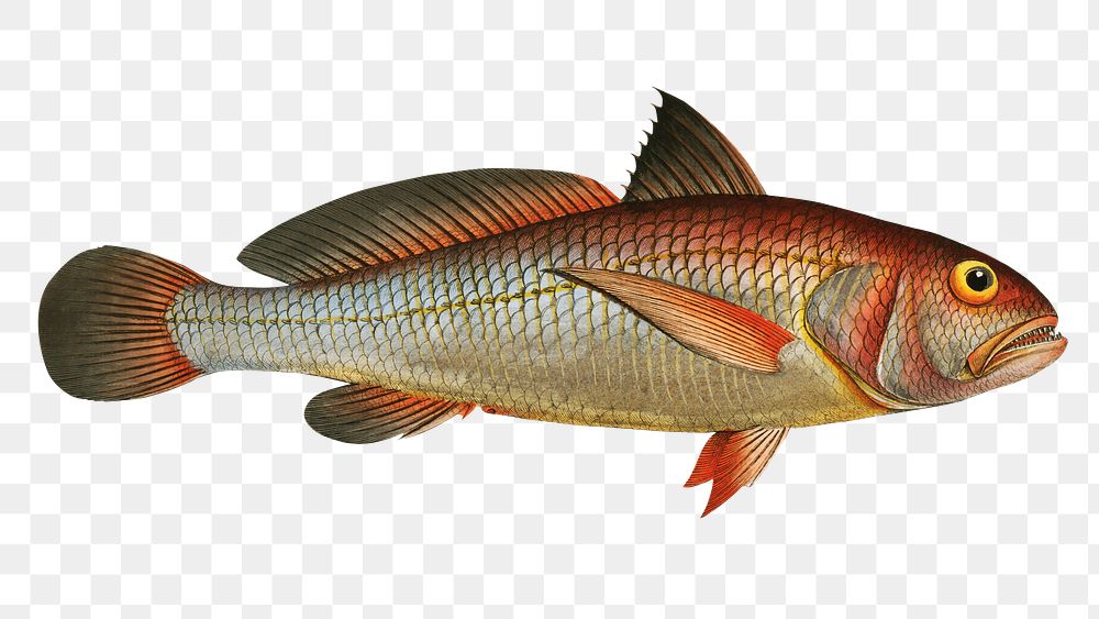 Aney Images | Free Photos, PNG Stickers, Wallpapers & Backgrounds ...