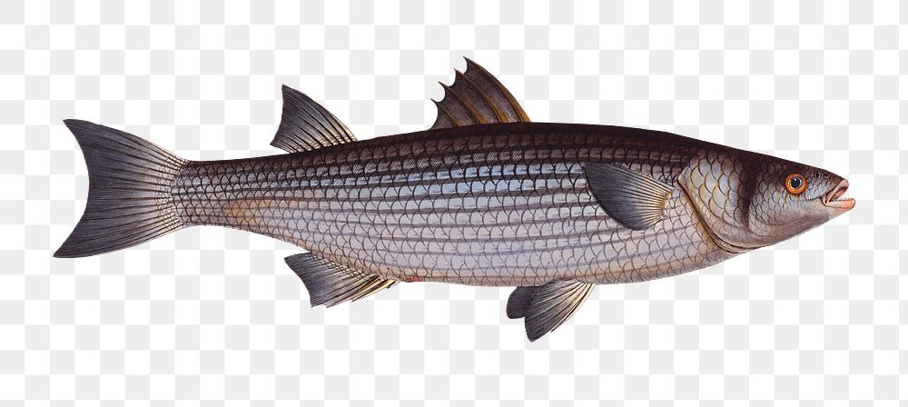 Mullet png sticker, fish vintage | Premium PNG - rawpixel